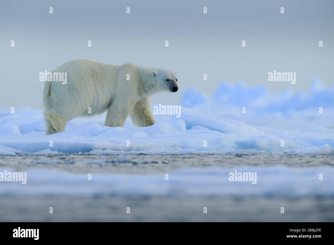 Big polar bear on drift ice with snow in Arctic Svalbard Stock Photo ...