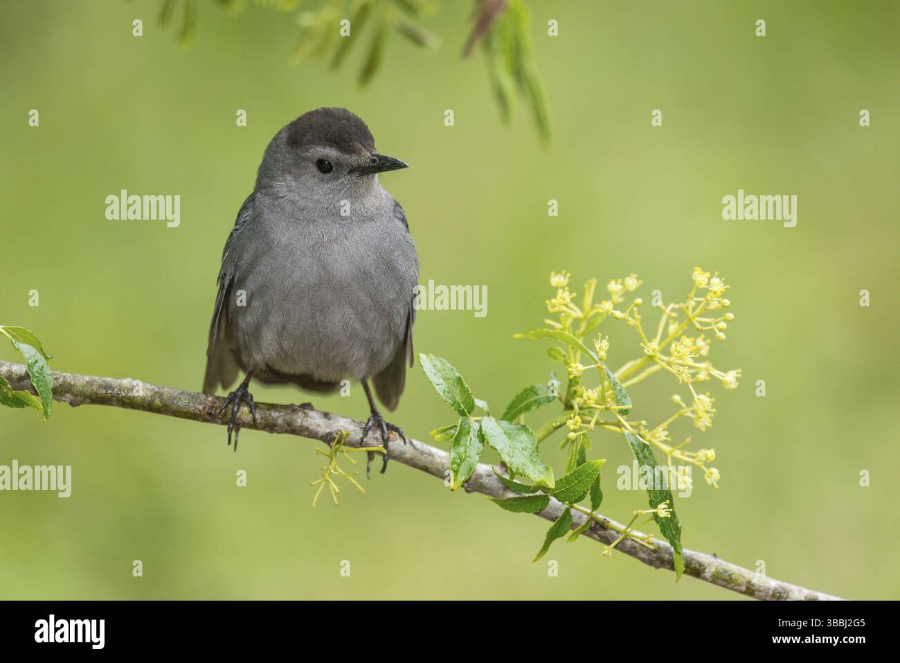 Slate colored mockingbird hi-res stock photography and images - Alamy