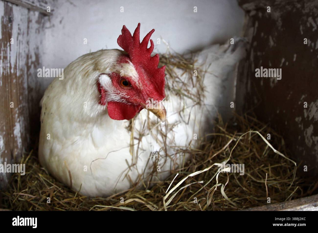 Huhn 16.05.2025, Ostramondra, ein Huhn der Rasse Sussex sitzt im Nest ...