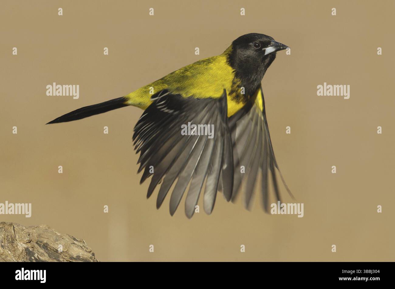 Audubon's Oriole (Icterus graduacauda) flying, Texas, USA, North ...
