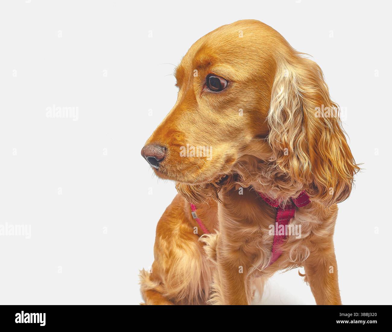 Cocker spaniel in collar and golden fur. Isolated on white studio ...