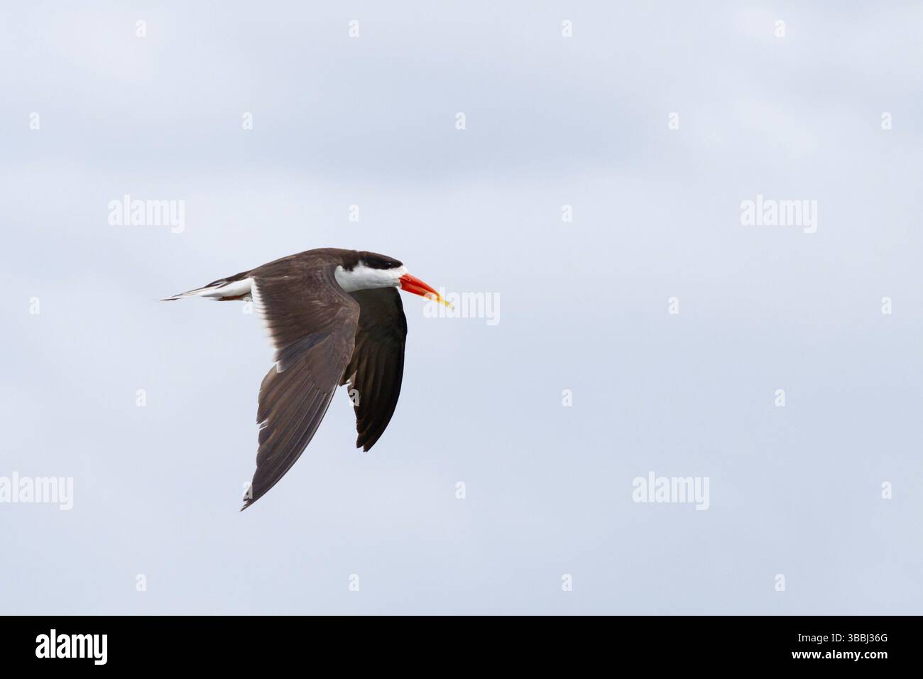 African Skimmer (Rynchops flavirostris) flying, Okavango-Delta ...