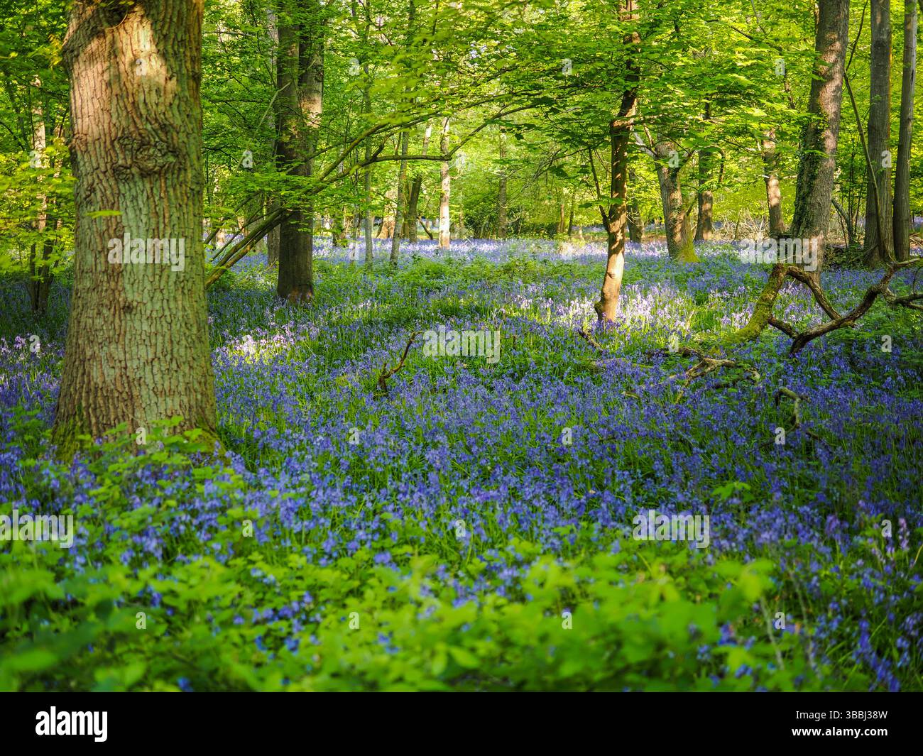 Harpsden woods hi-res stock photography and images - Alamy
