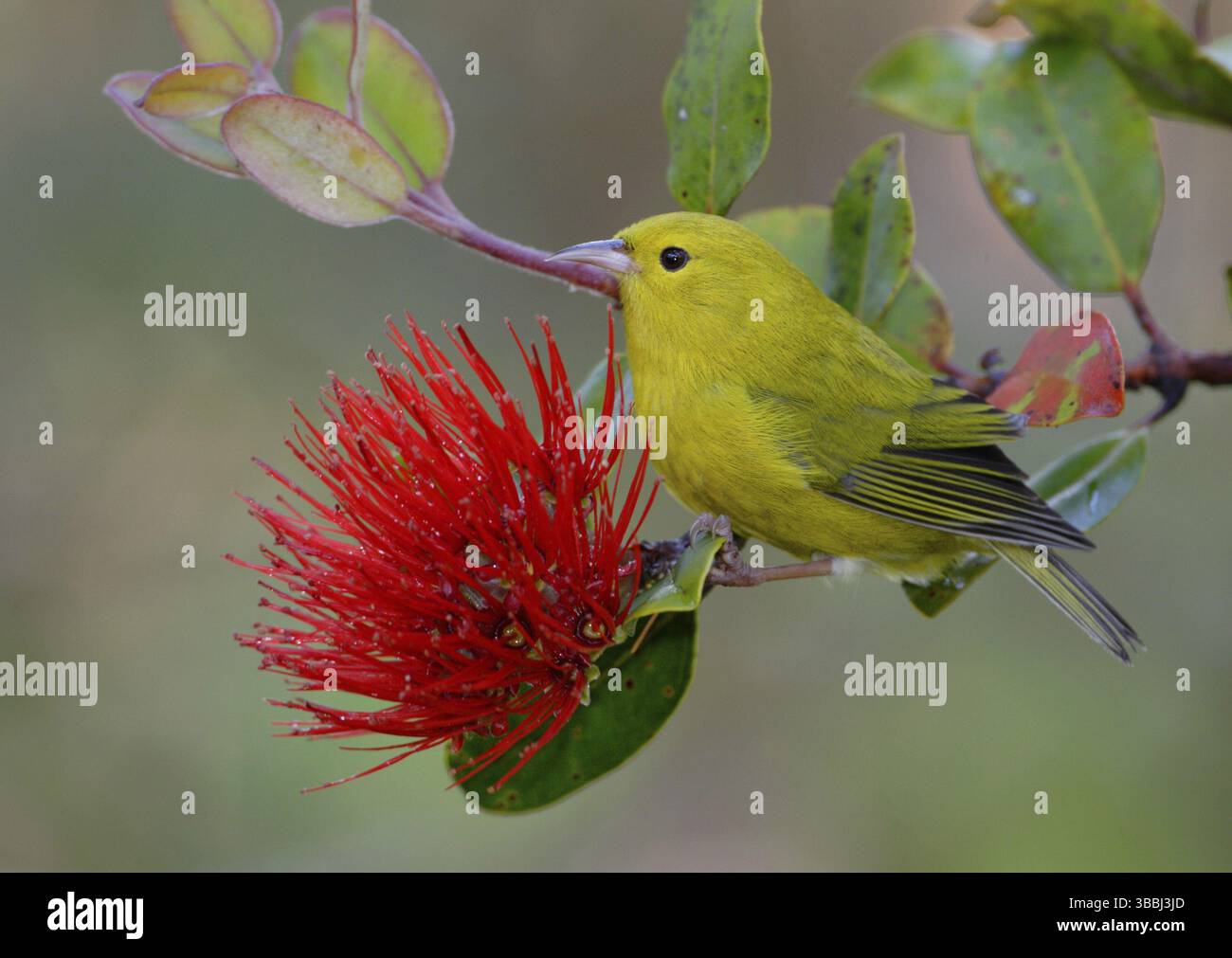 Anianiau, Maguma parvus, Hawaiian Honeycreeper Stock Photo - Alamy