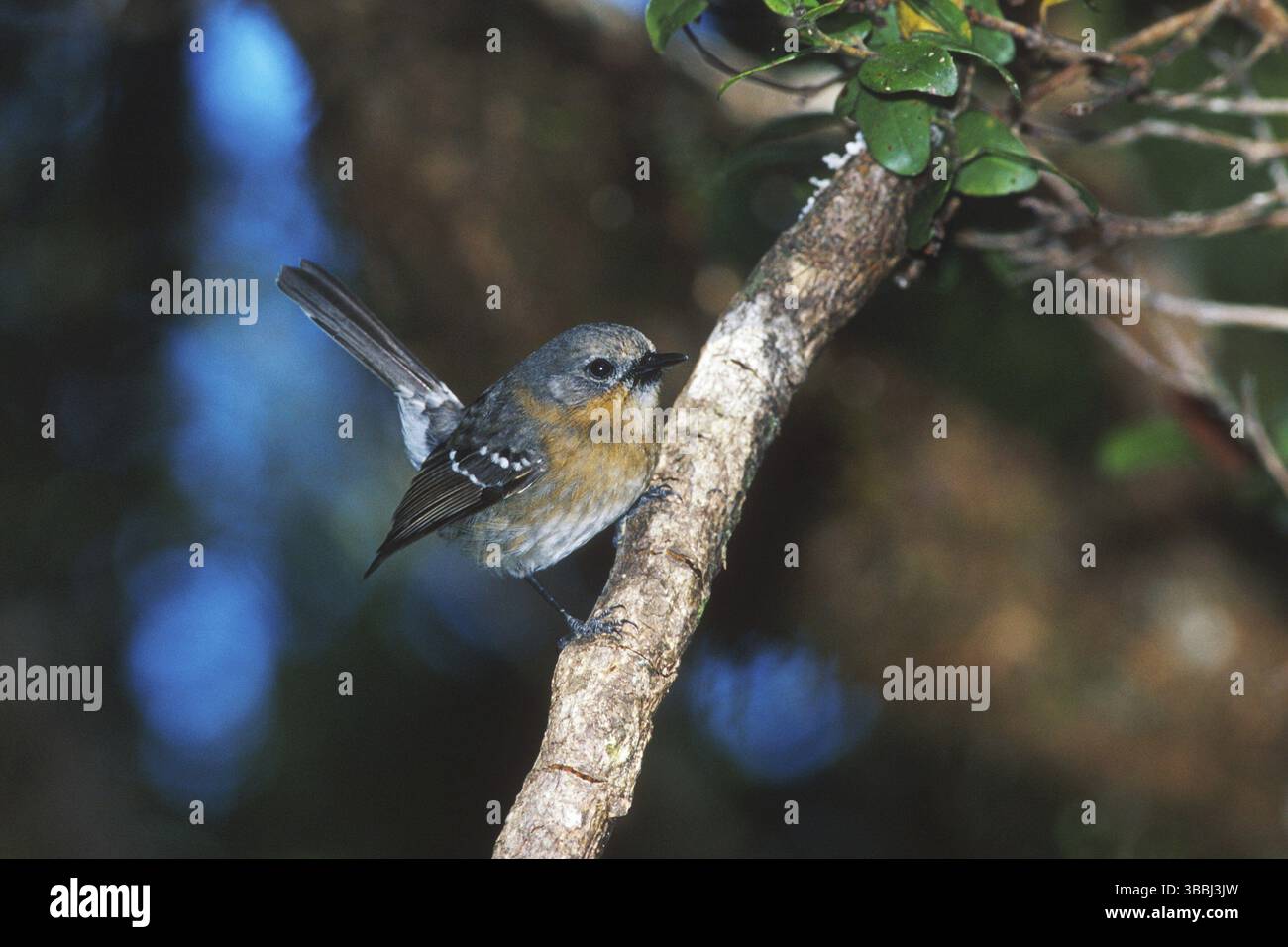 Kauai Elepaio Chasiempis sclateri, Hawaii, Kauai, Alakai Swamp Stock ...