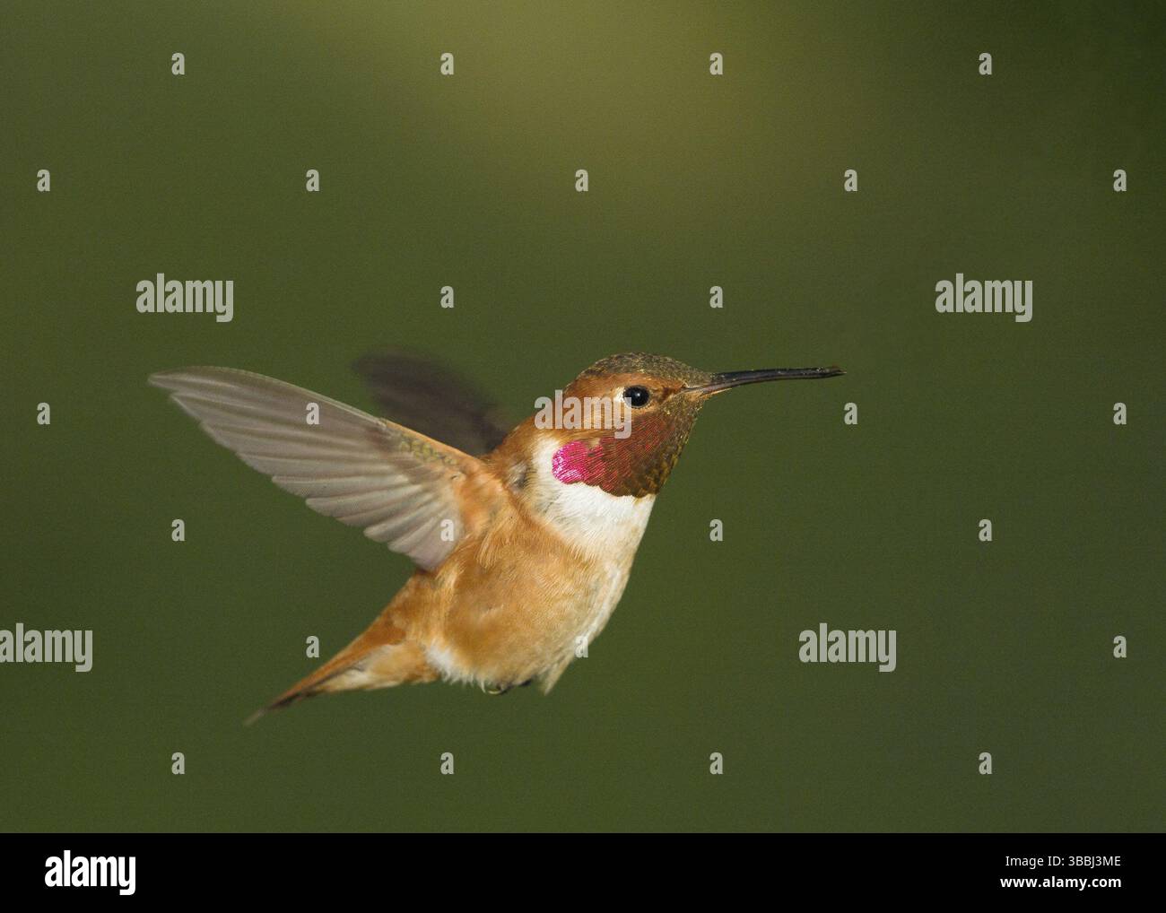 Rufus coloured bird hi-res stock photography and images - Alamy