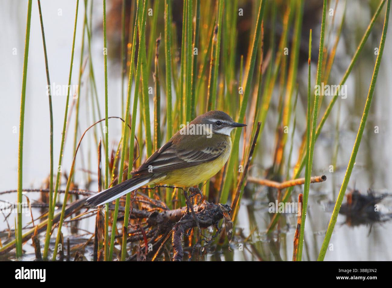 Western Yellow Wagtail (Motacilla flava iberiae) male, Mallorca, Spain ...