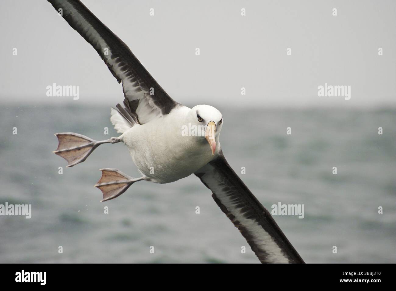 Campbell Albatross (Thalassarche impavida), New Zealand, Oceania Stock ...