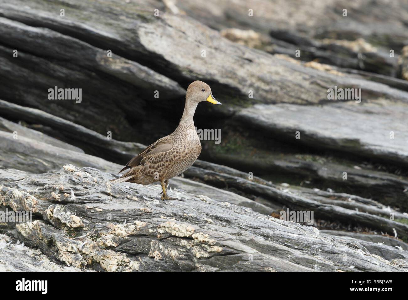Yellow-billed Pintail, Anas georgica, Antarctica, South Georgia ...