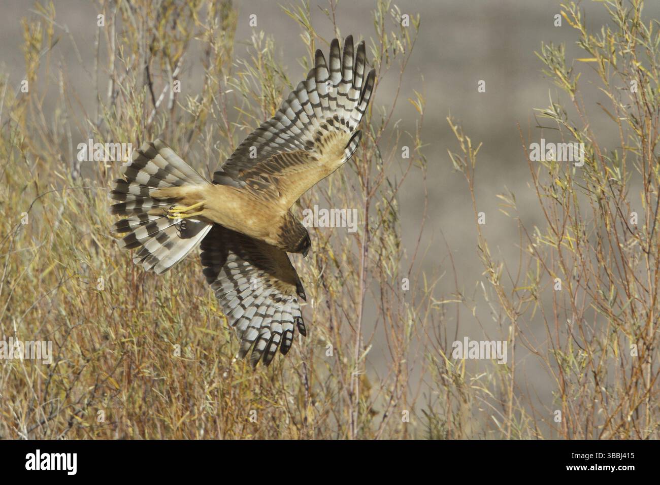 Northern Harrier (Circus hudsonius) female flying, New Mexico, USA ...