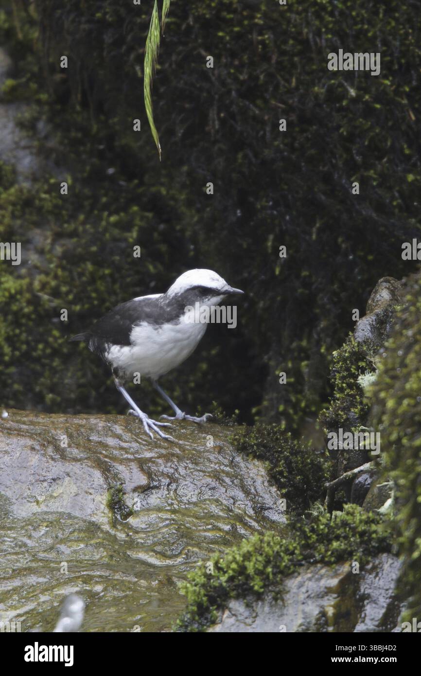 White-capped Dipper (Cinclus leucocephalus), Ecuador, South America ...