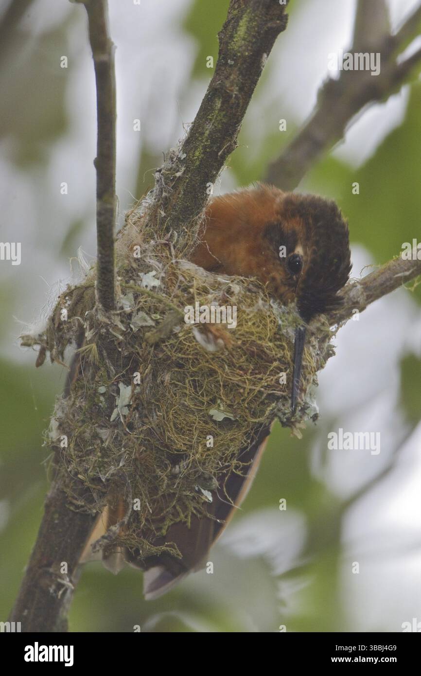 Shining Sunbeam (Aglaeactis cupripennis), Ecuador, South America Stock ...