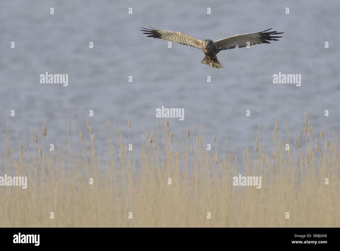 Western Marsh Harrier (Circus aeruginosus) male flying, Texel ...