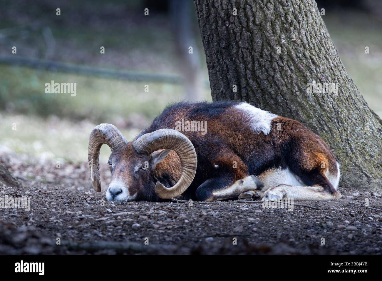 lazy large mouflon ram laying on the forest floor (Ovis gmelini Stock ...