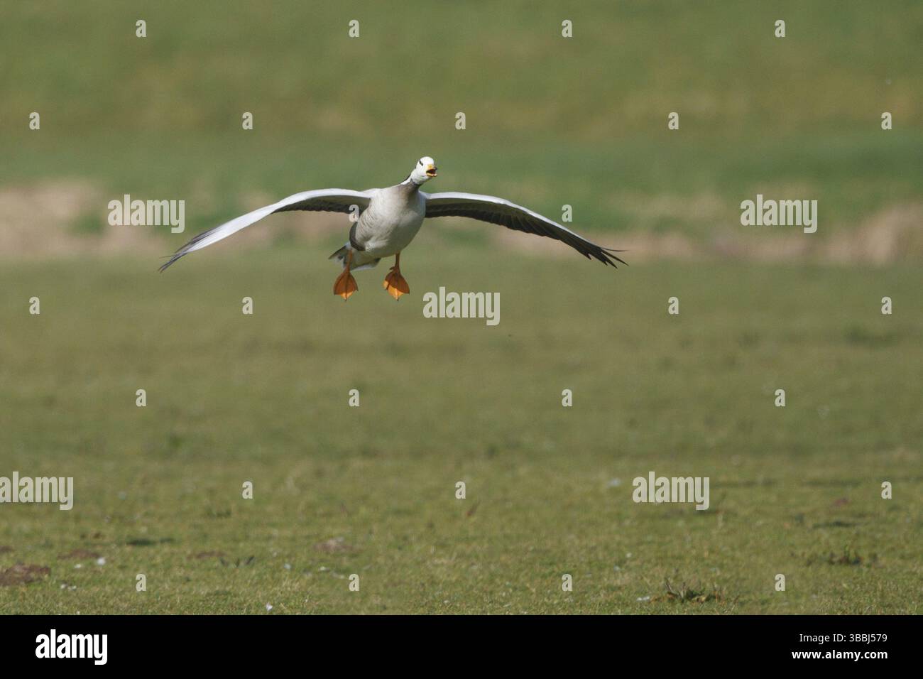 Bar headed goose flight hi-res stock photography and images - Alamy