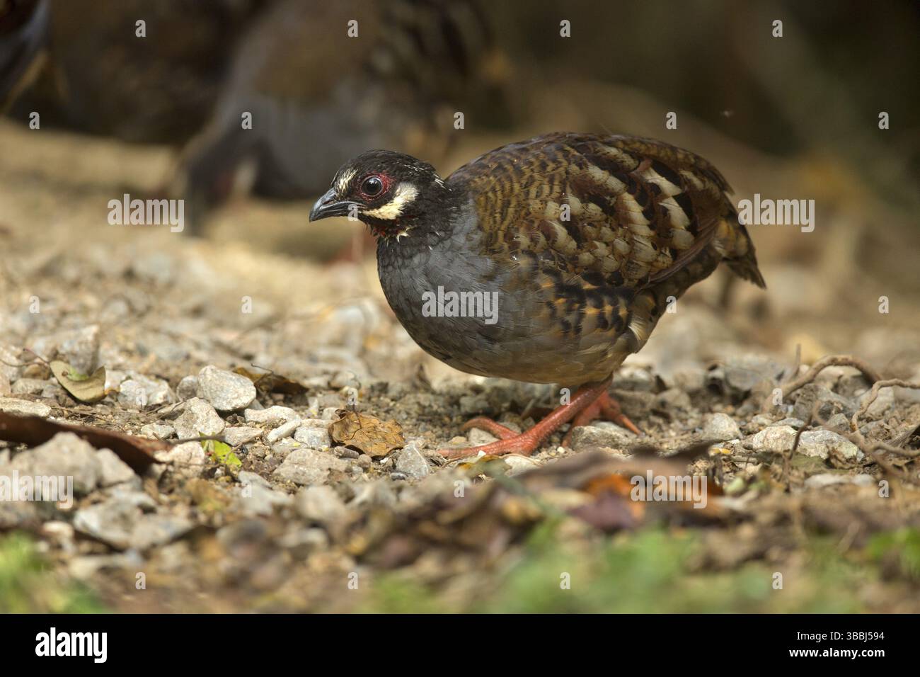Malaysian Partridge (Arborophila campbelli), Pahang, Malaysia, Asia ...