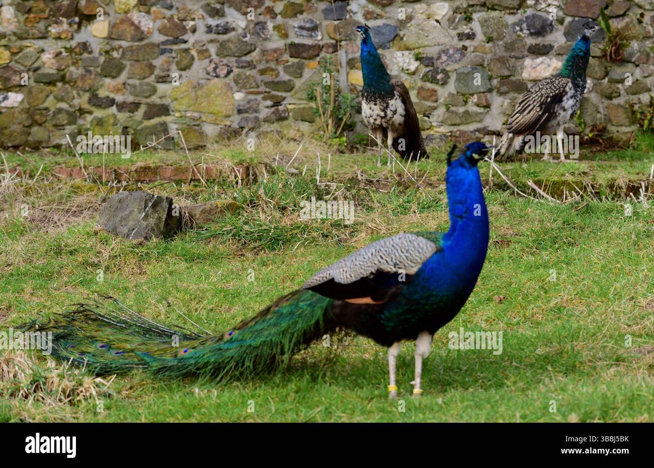 Male peacocks at Dartmoor Zoo Park in Devon Stock Photo - Alamy