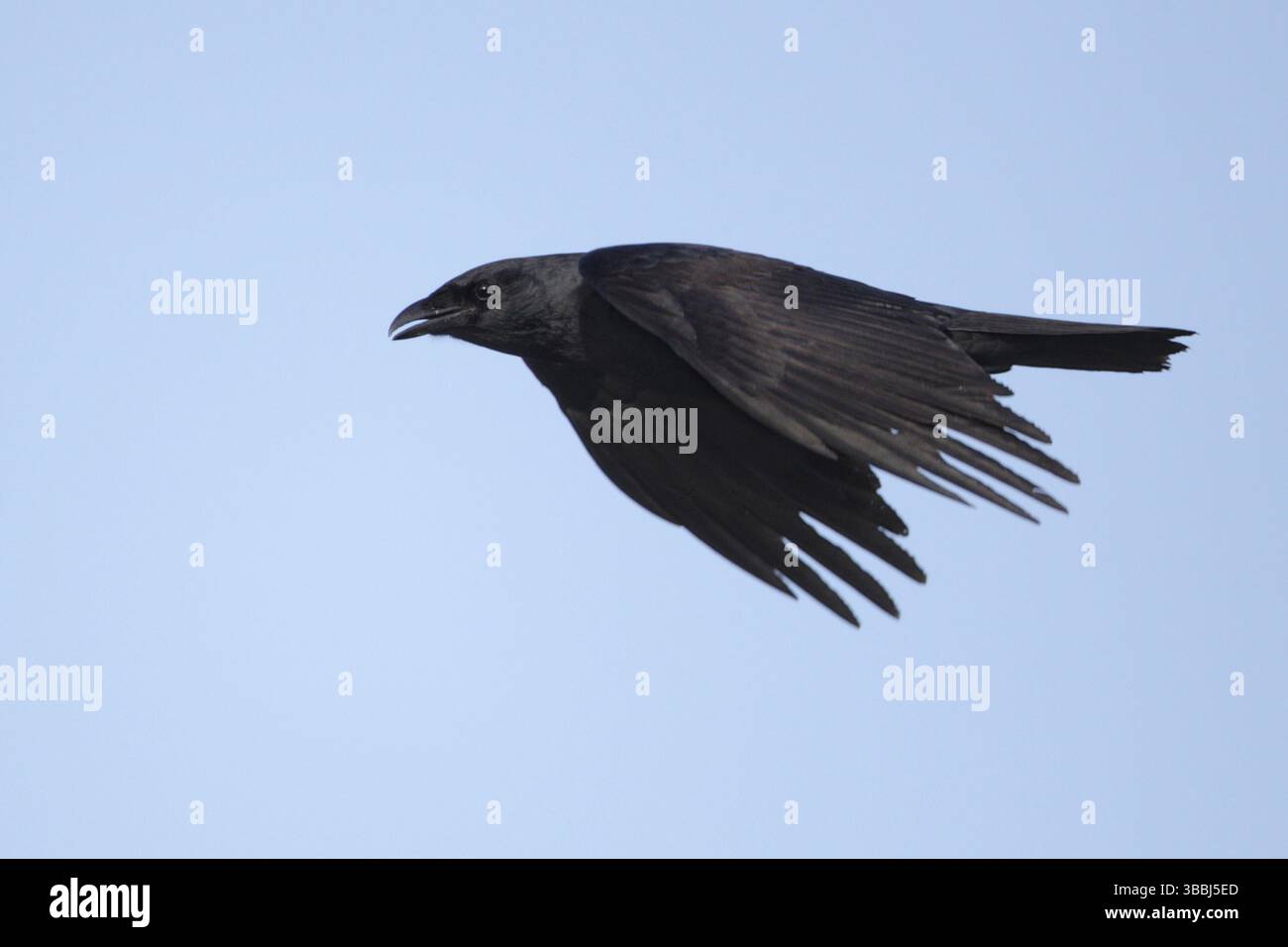 Fish Crow (Corvus ossifragus) flying, Florida, USA, North America Stock ...