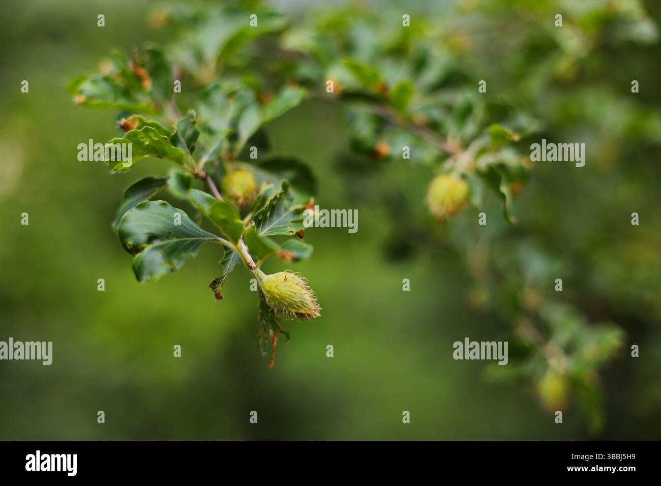 European beech tree (Fagus sylvatica Stock Photo - Alamy
