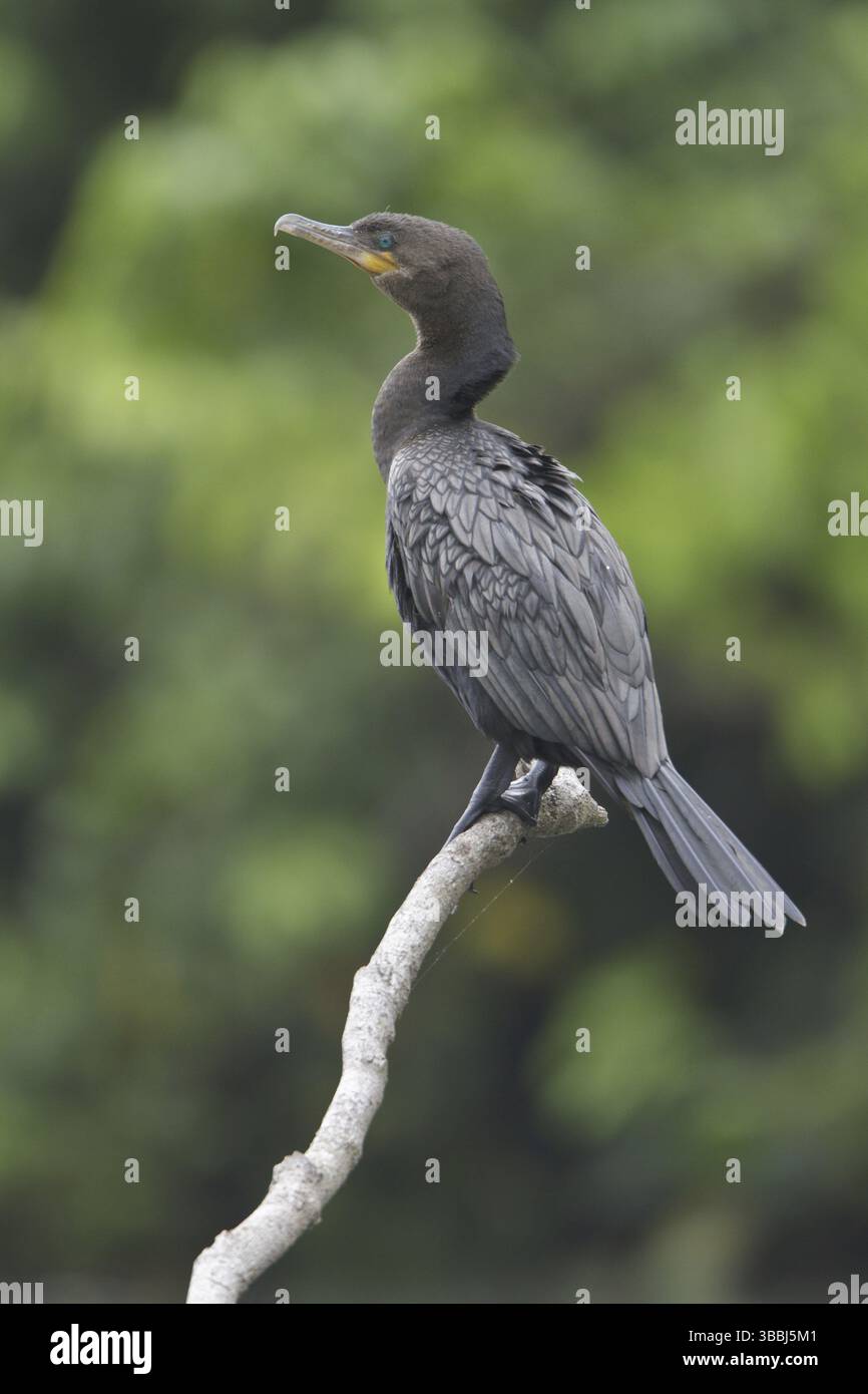 Neotropic Cormorant (Phalacrocorax brasilianus), Manu National Park ...