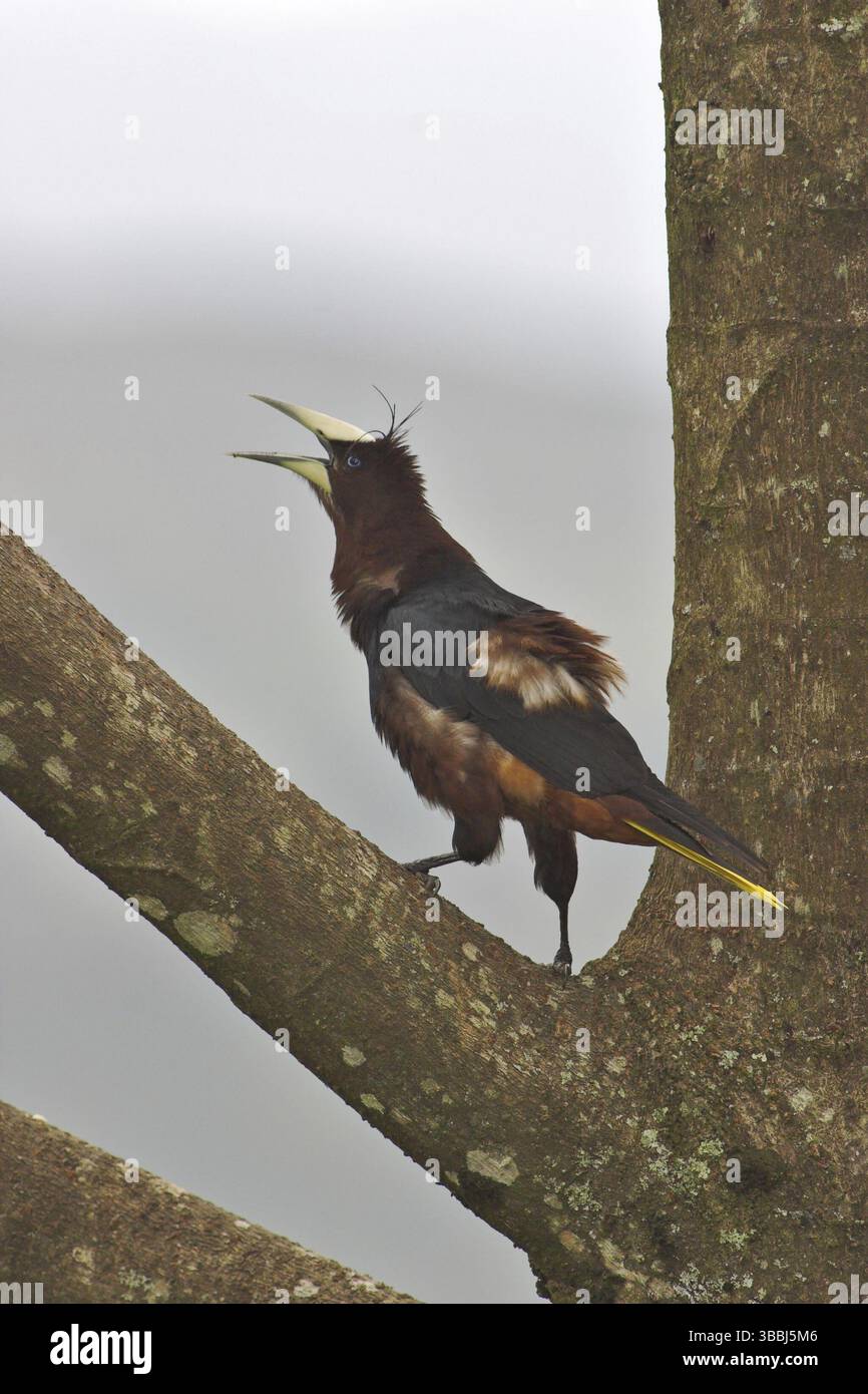 Chestnut-headed Oropendola (Psarocolius wagleri), Costa Rica, Central ...