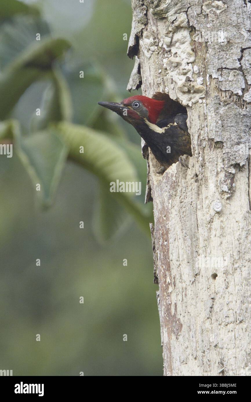 Lineated Woodpecker (Dryocopus lineatus) male, Costa Rica, Central ...