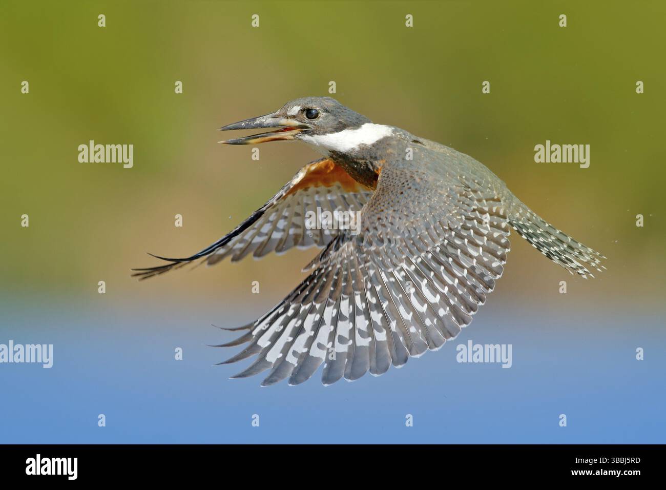 Falcon, green moss stone. Bird of prey Peregrine Falcon sitting on the ...