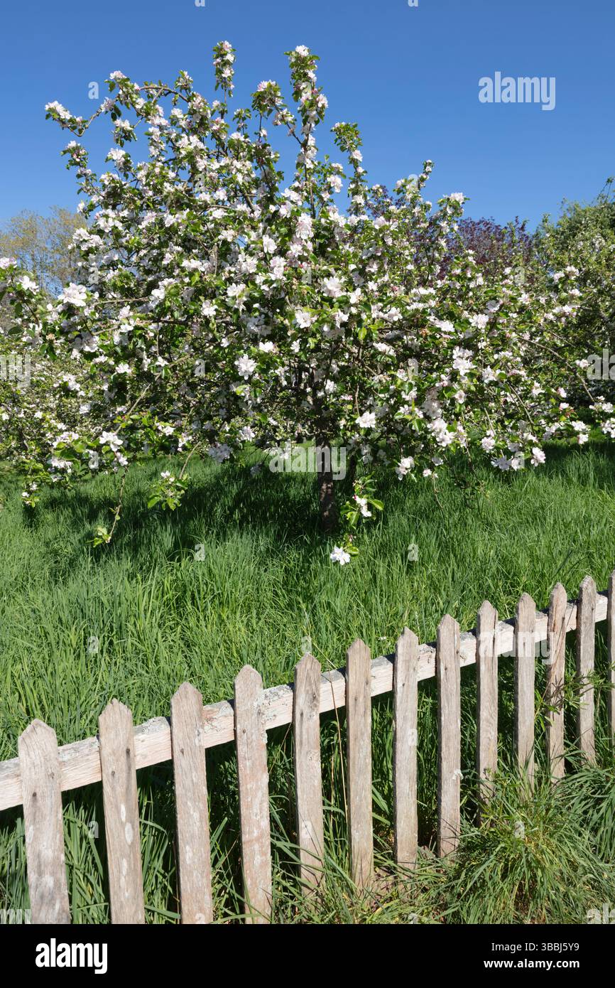 Apple trees in blossom, Hampshire, England, United Kingdom, Europe ...