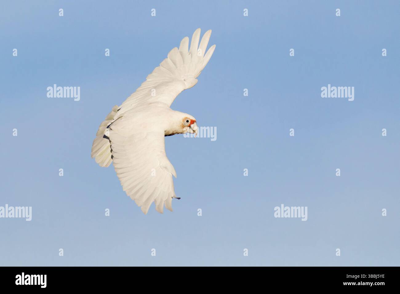 Long-billed Corella (Cacatua tenuirostris) flying, Victoria, Australia ...