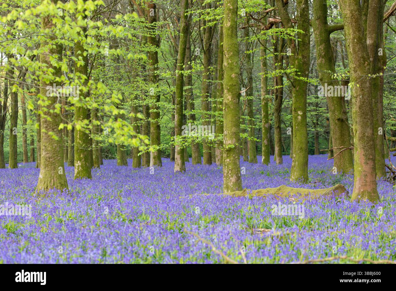 Bluebell wood south downs hampshire hi-res stock photography and images ...