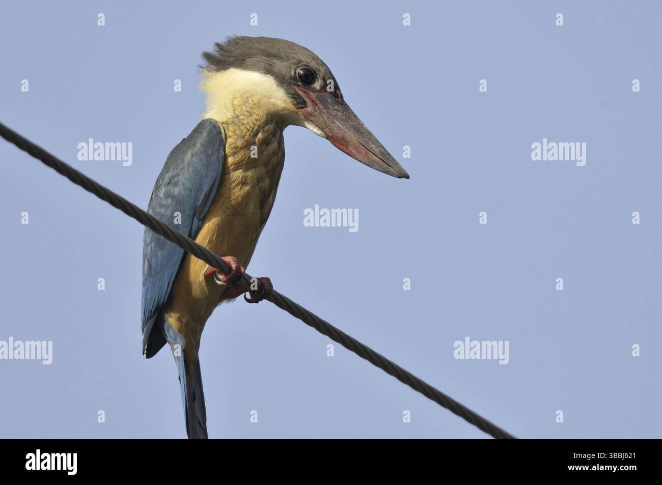 Stork-billed Kingfisher (Pelargopsis capensis), Goa, India, Asia Stock ...