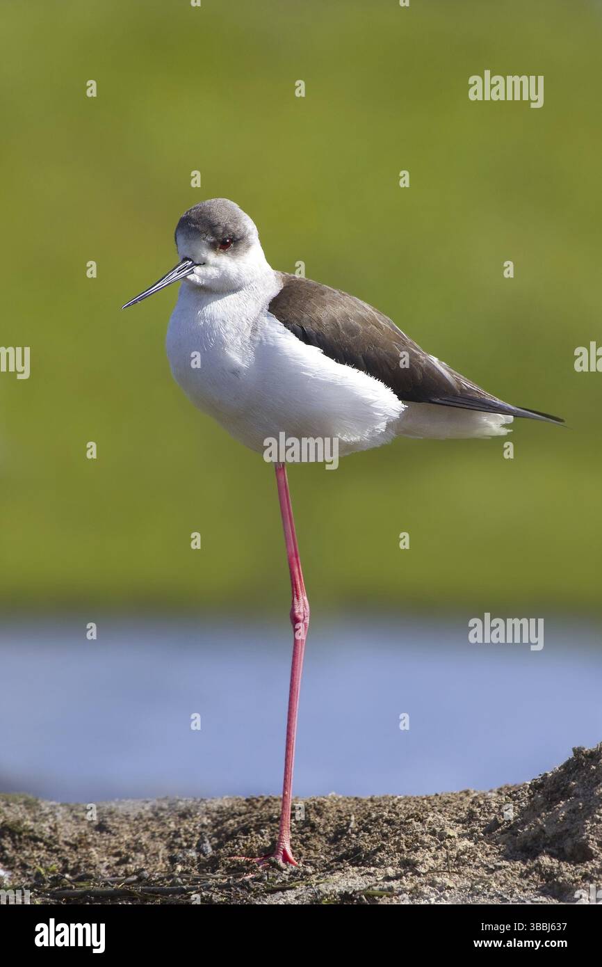 Black-winged Stilt (Himantopus himantopus), Portugal, Europe Stock ...