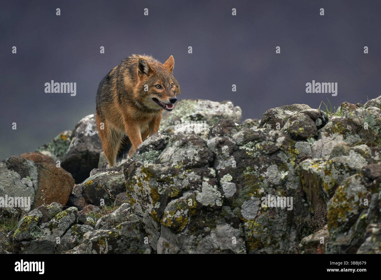 Golden jackal, Canis aureus, feeding scene on meadow, Eastern Rhodopes ...