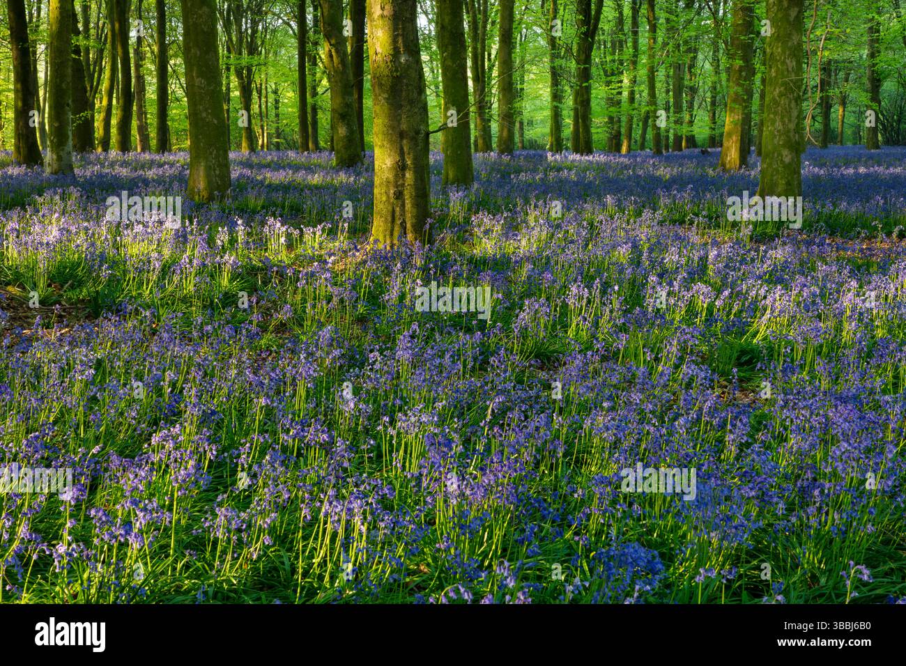 Bluebell wood in spring sunlight, Hampshire, England, United Kingdom ...