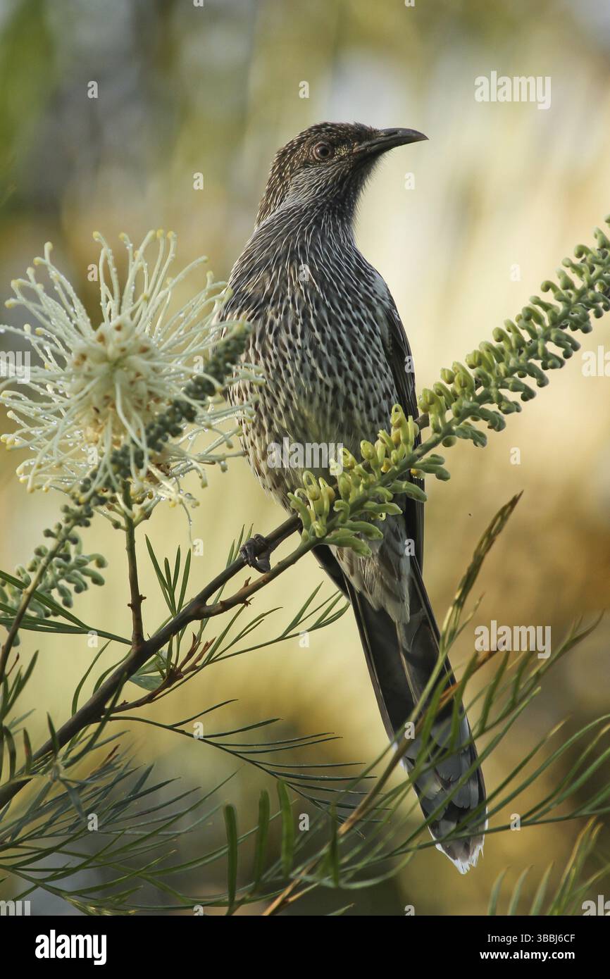 Little Wattlebird (Anthochaera chrysoptera), Queensland, Australia ...