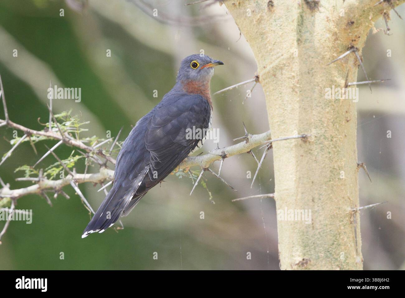 Red-chested Cuckoo (Cuculus solitarius), Lake Naivasha, Kenya, Africa ...