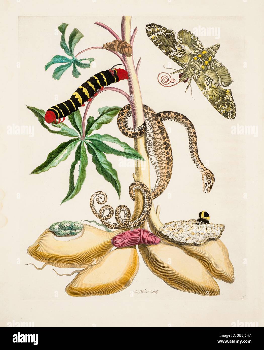 Cassava plant with caterpillars chrysalis and moths hi-res stock ...
