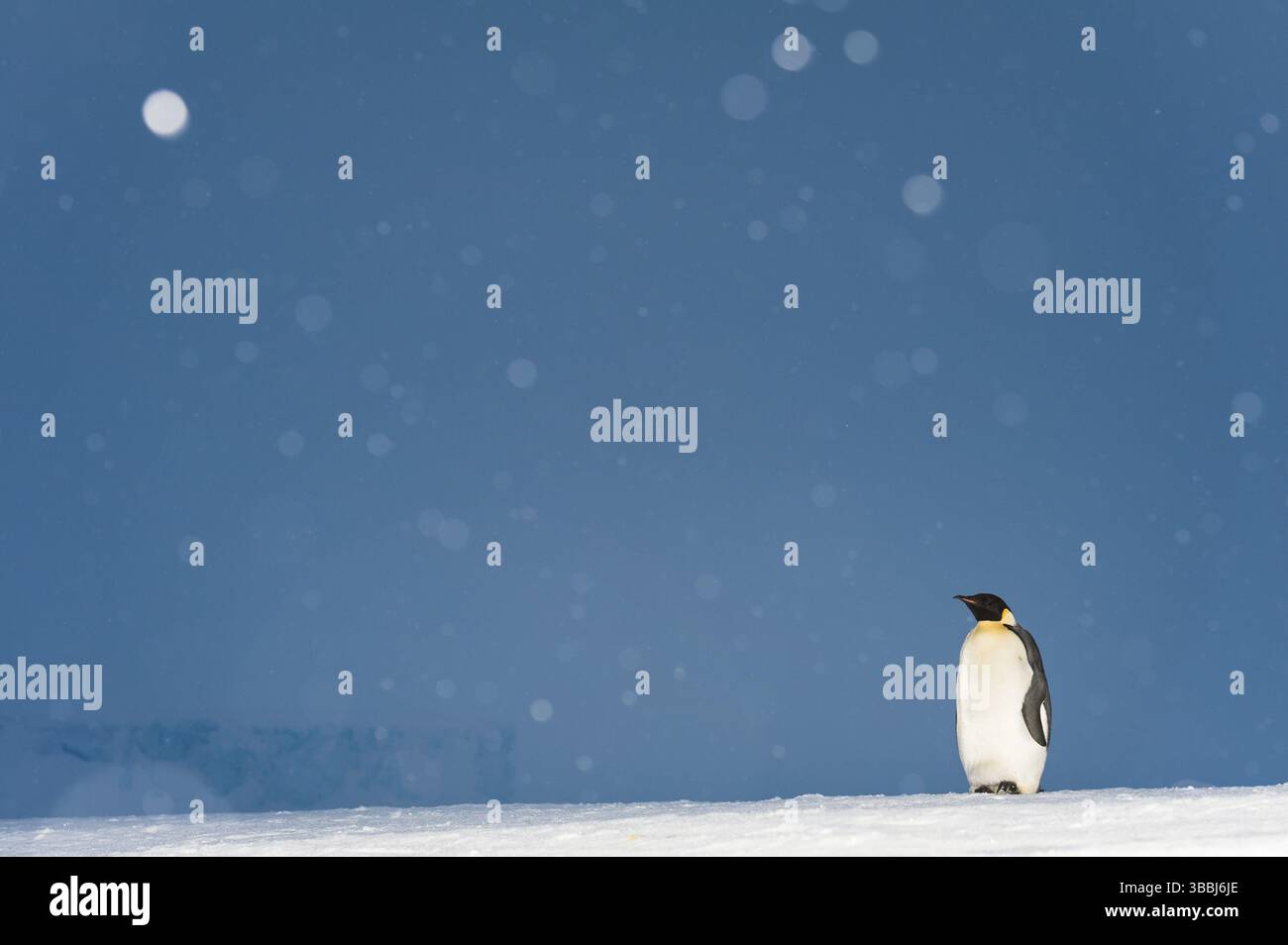 Emperor Penguin (Aptenodytes forsteri), Queen Maud Land, Antarctica ...