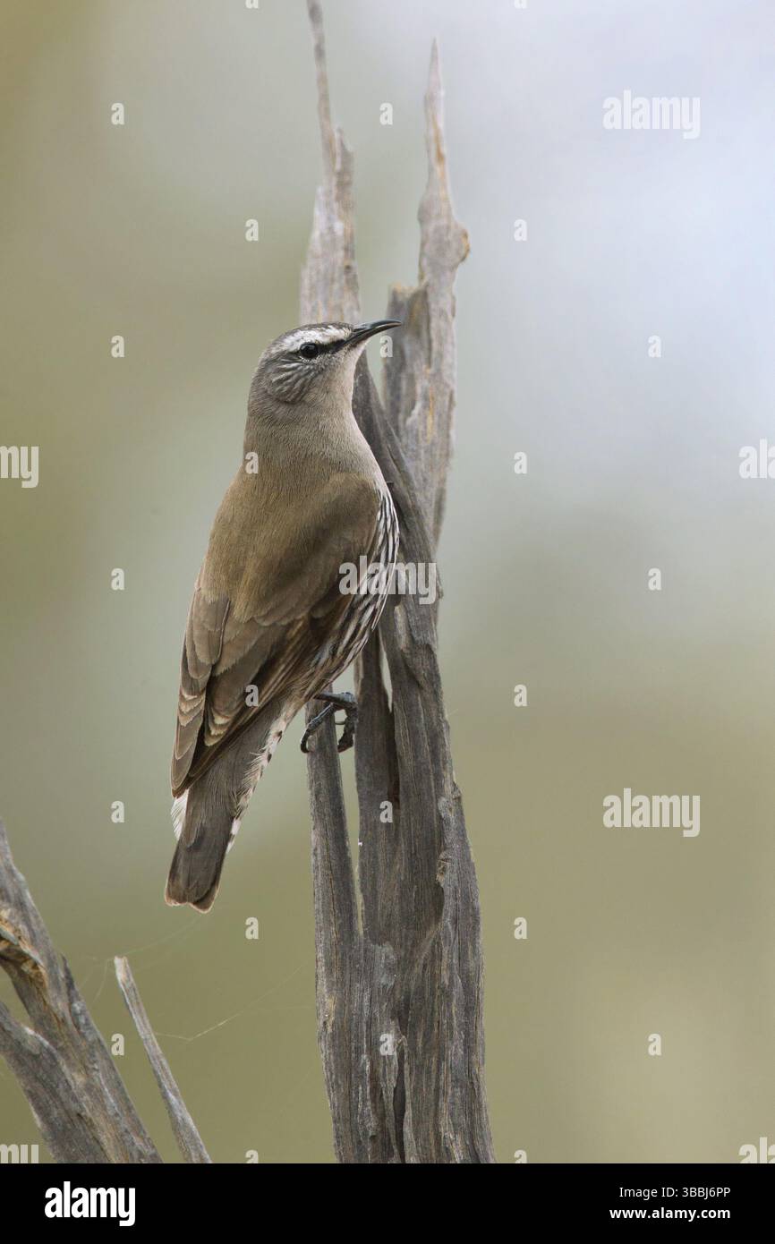 White-browed Treecreeper (Climacteris affinis) male, South Australia ...