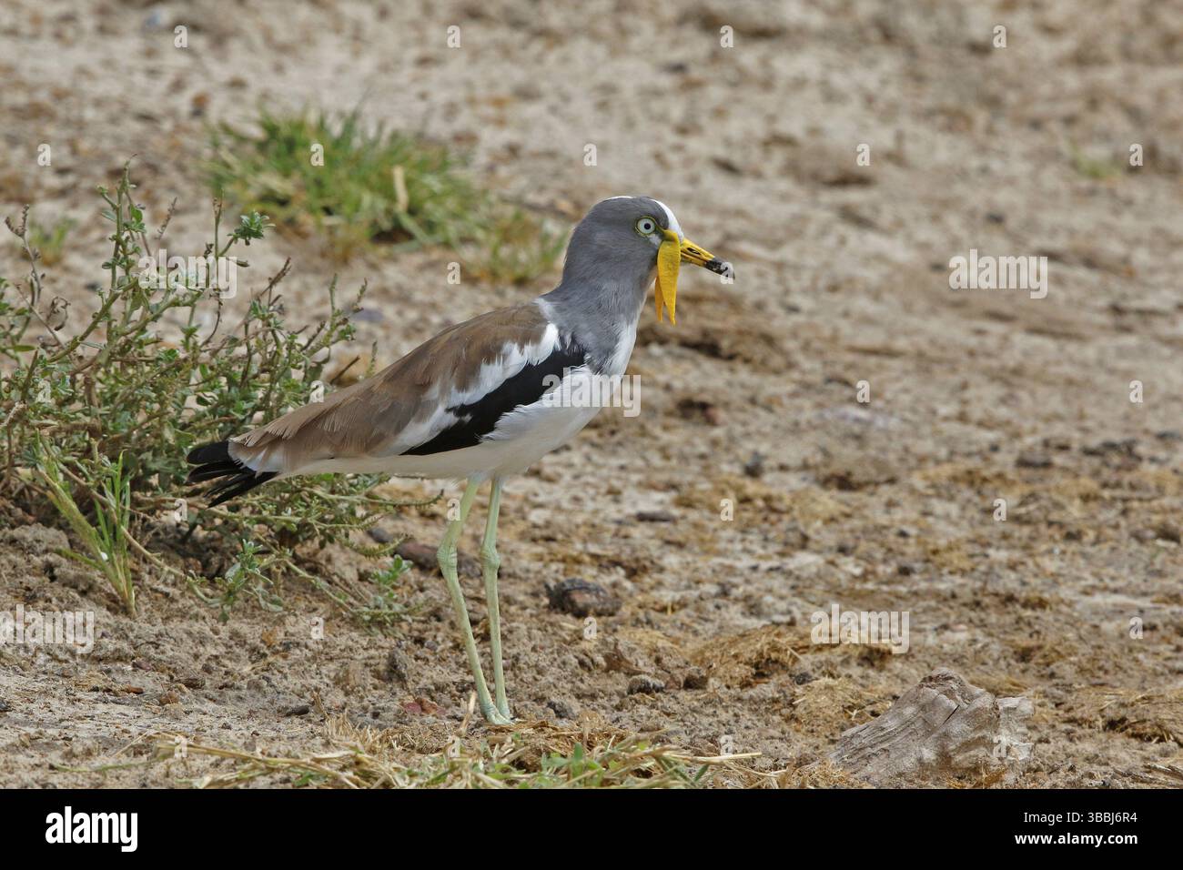White-crowned Lapwing (Vanellus albiceps), Okavango Delta, Botswana ...