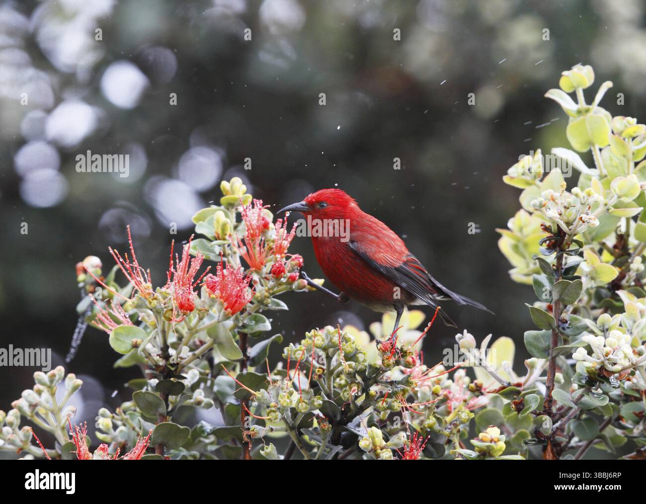 Apapane, Himatione sanguinea sanguinea, Hawaiian Honeycreeper Stock ...