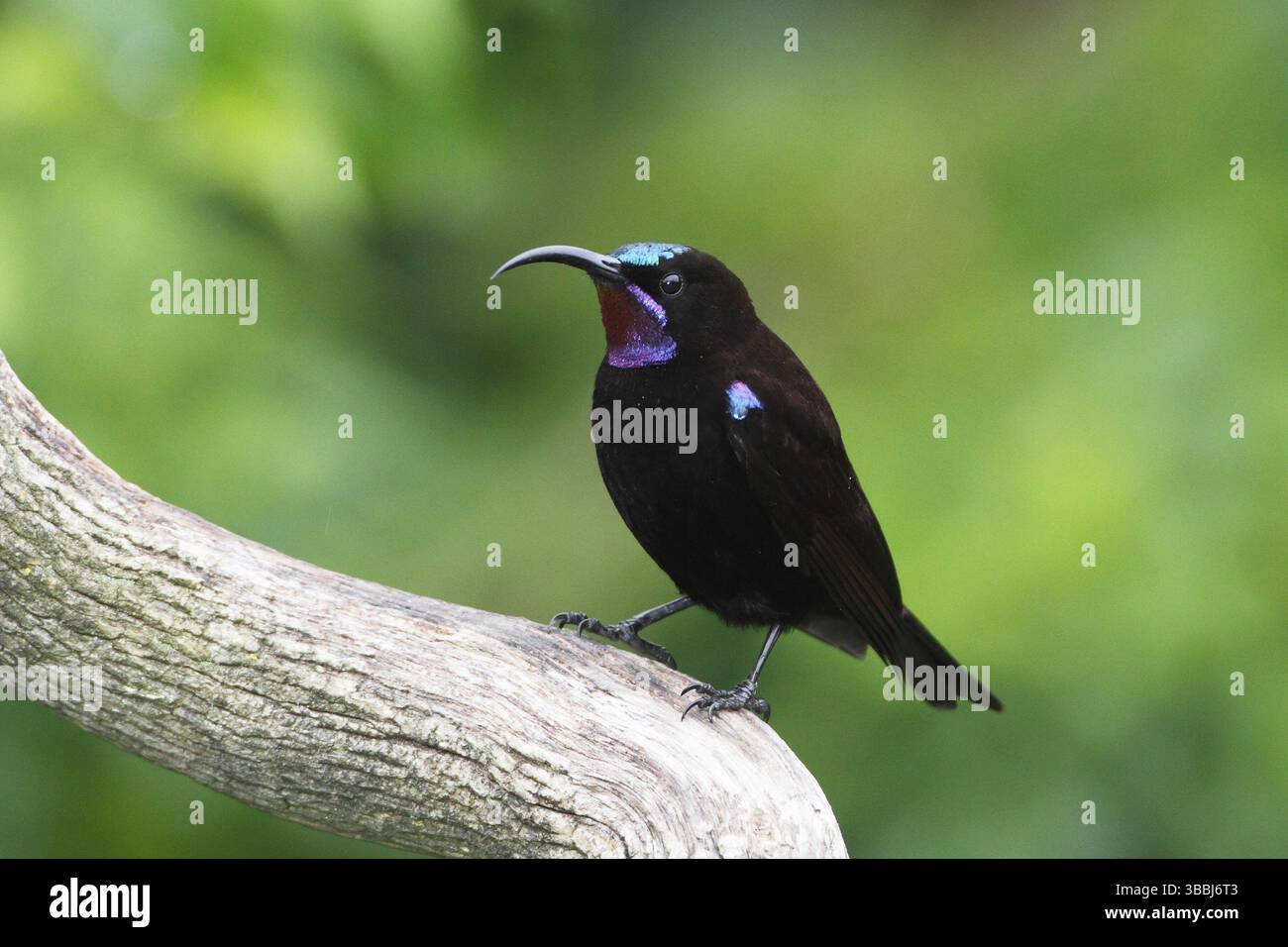 Amethyst sunbird, Chalcomitra amethystina Stock Photo - Alamy