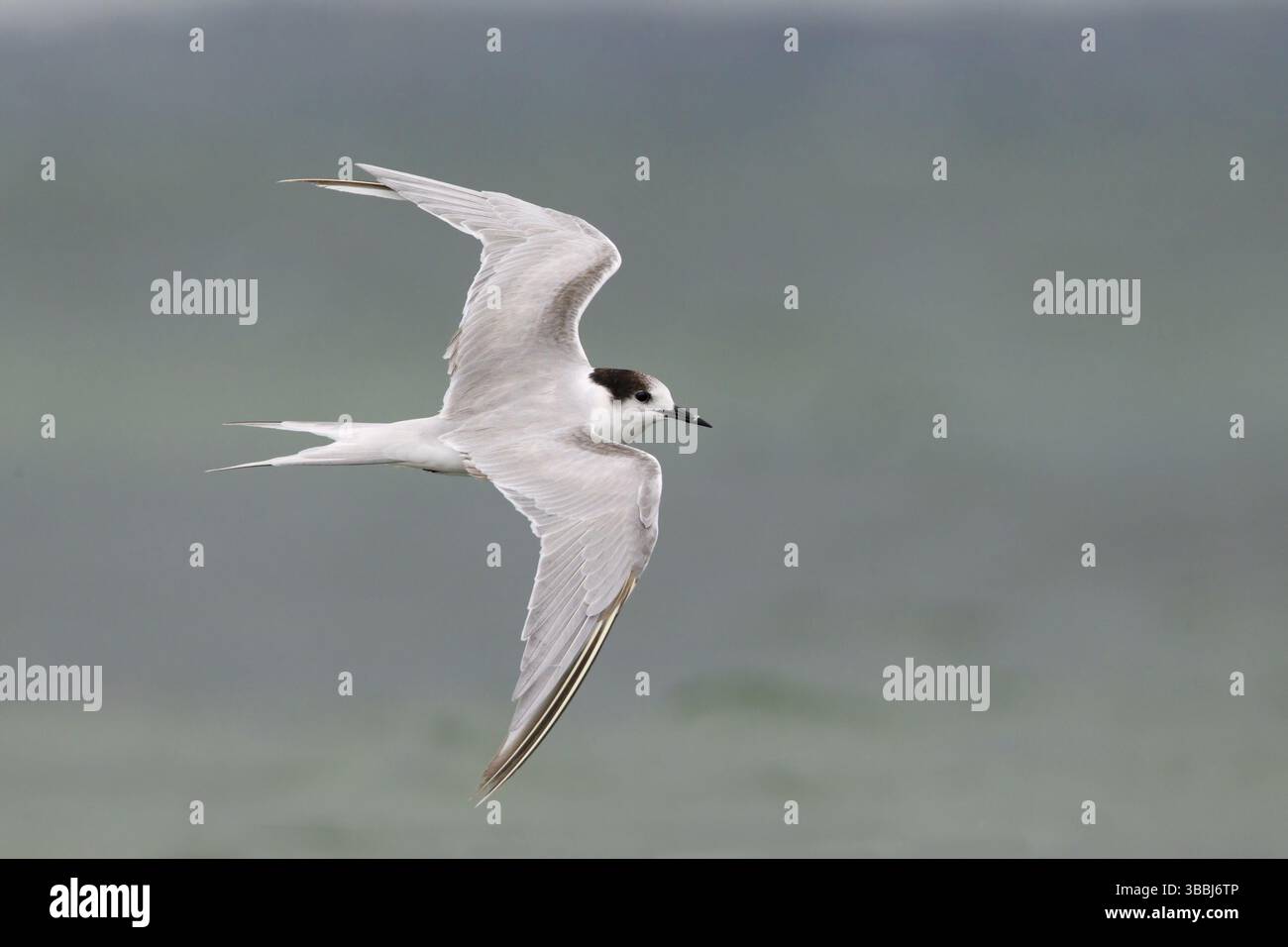 Common Tern-longipennis (Sterna hirundo longipennis) flying, Victoria ...