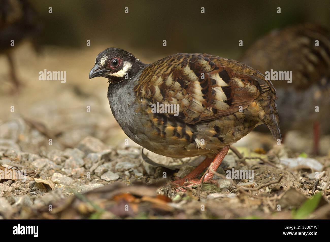 Malaysian Partridge (Arborophila campbelli), Pahang, Malaysia, Asia ...