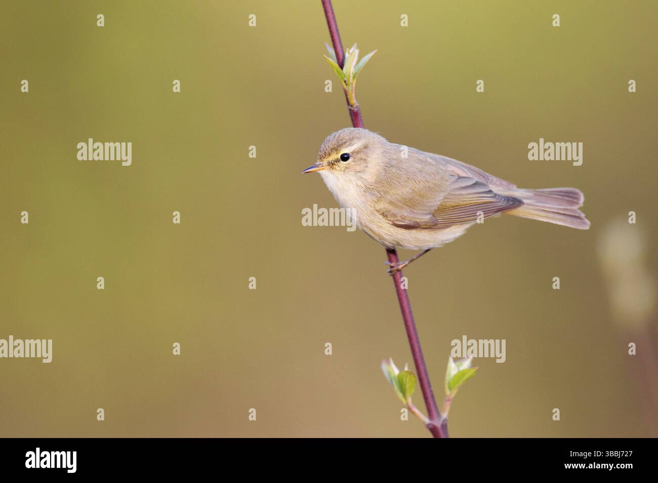 Common Chiffchaff (Phylloscopus collybita), Germany, Europe Stock Photo ...