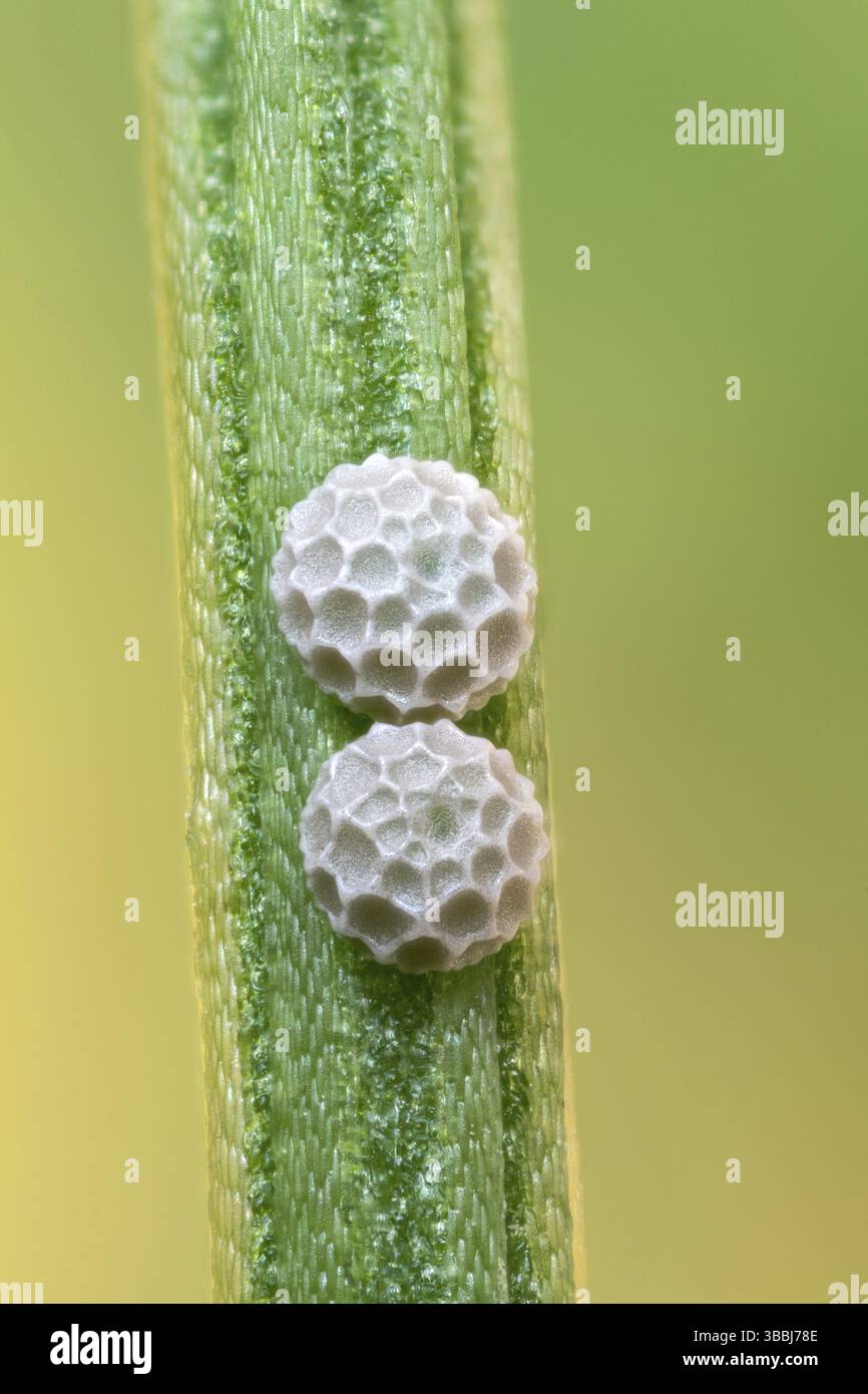 Zwei Eier des Lilagold-Feuerfalter (Lycaena hippothoe Stock Photo - Alamy