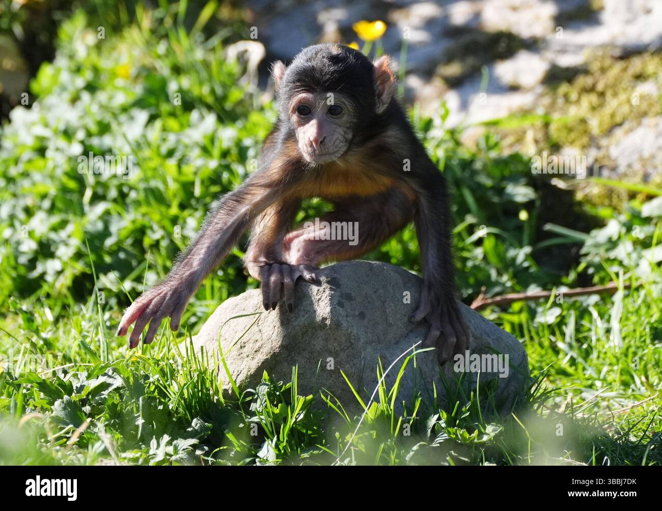 Iona the baby Barbary macaque one of two arrivals for the macaque troop ...