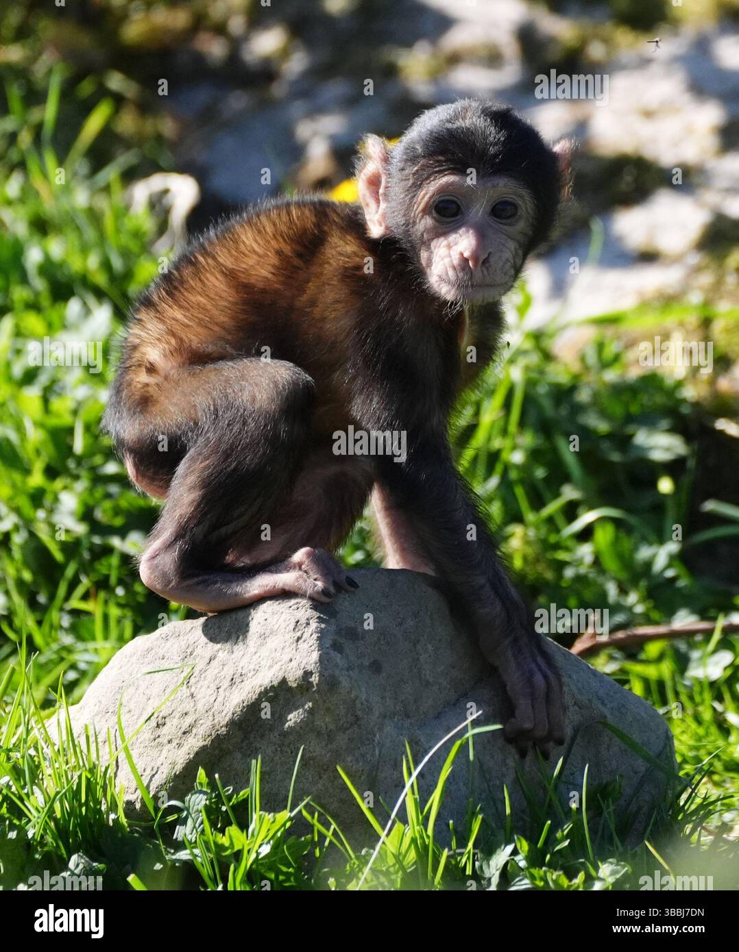 Iona the baby Barbary macaque one of two arrivals for the macaque troop ...