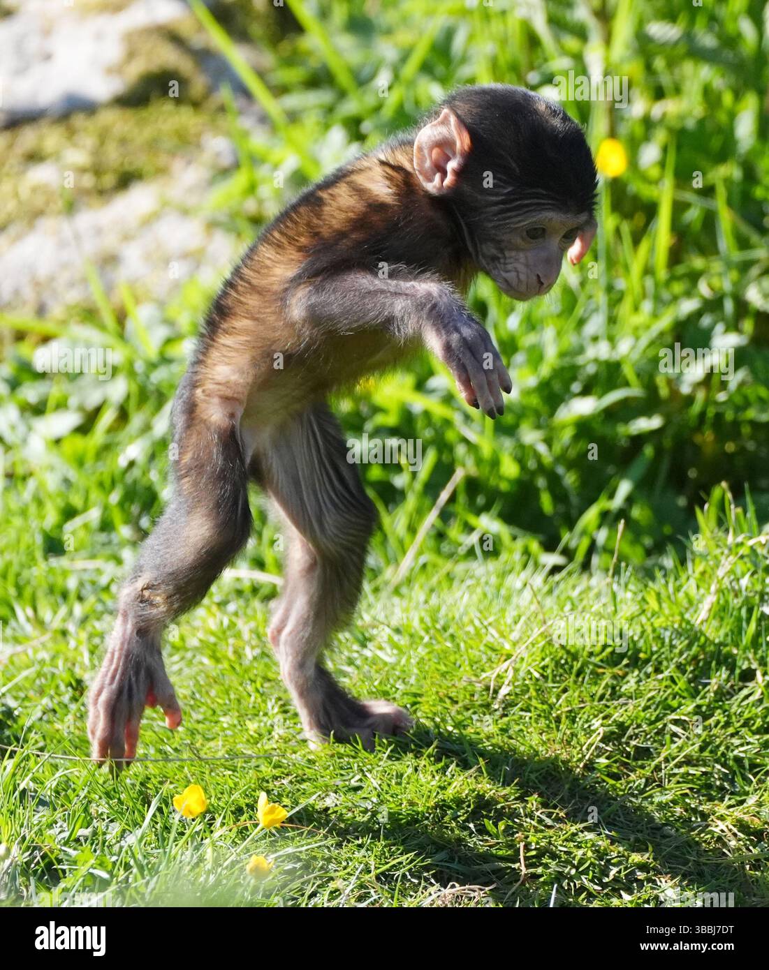 Iona the baby Barbary macaque one of two arrivals for the macaque troop ...