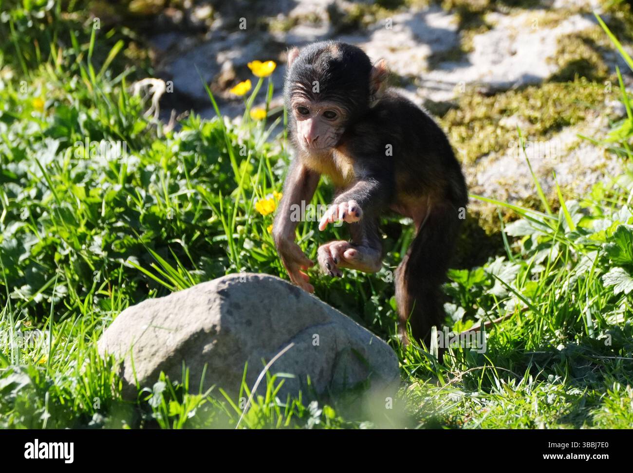 Iona the baby Barbary macaque one of two arrivals for the macaque troop ...